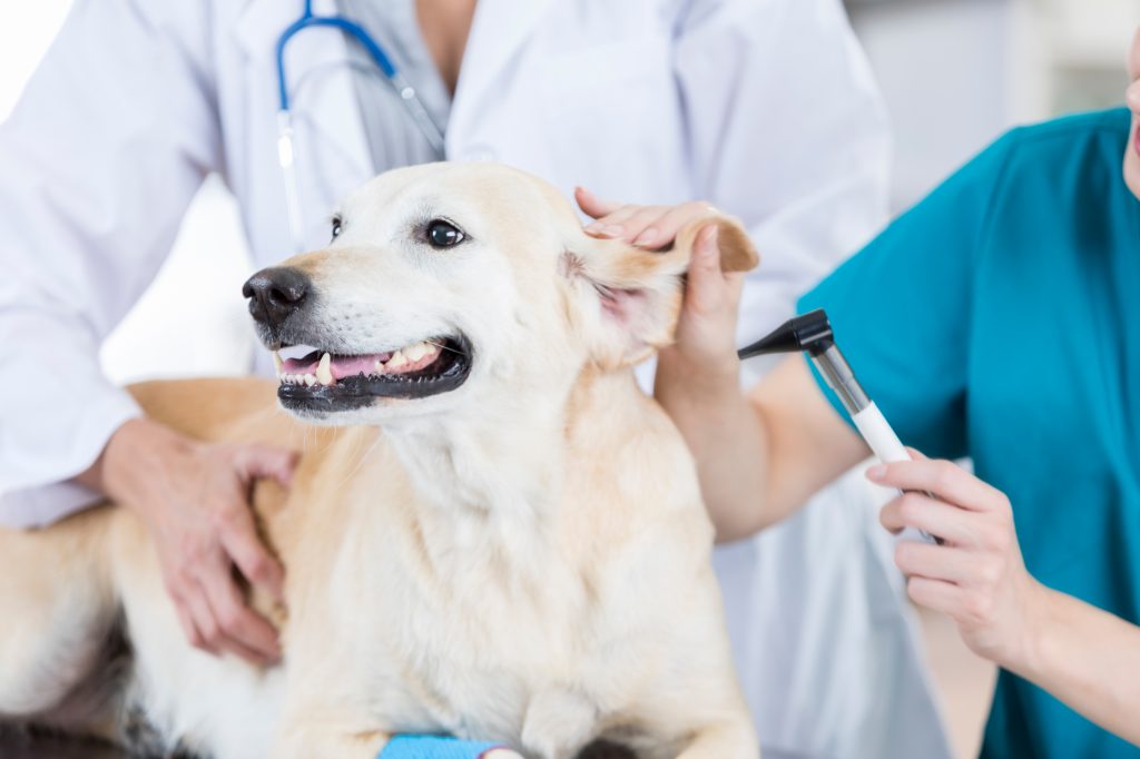 Yellow lab receives ear checkup at the vet - Aurélie Declercq